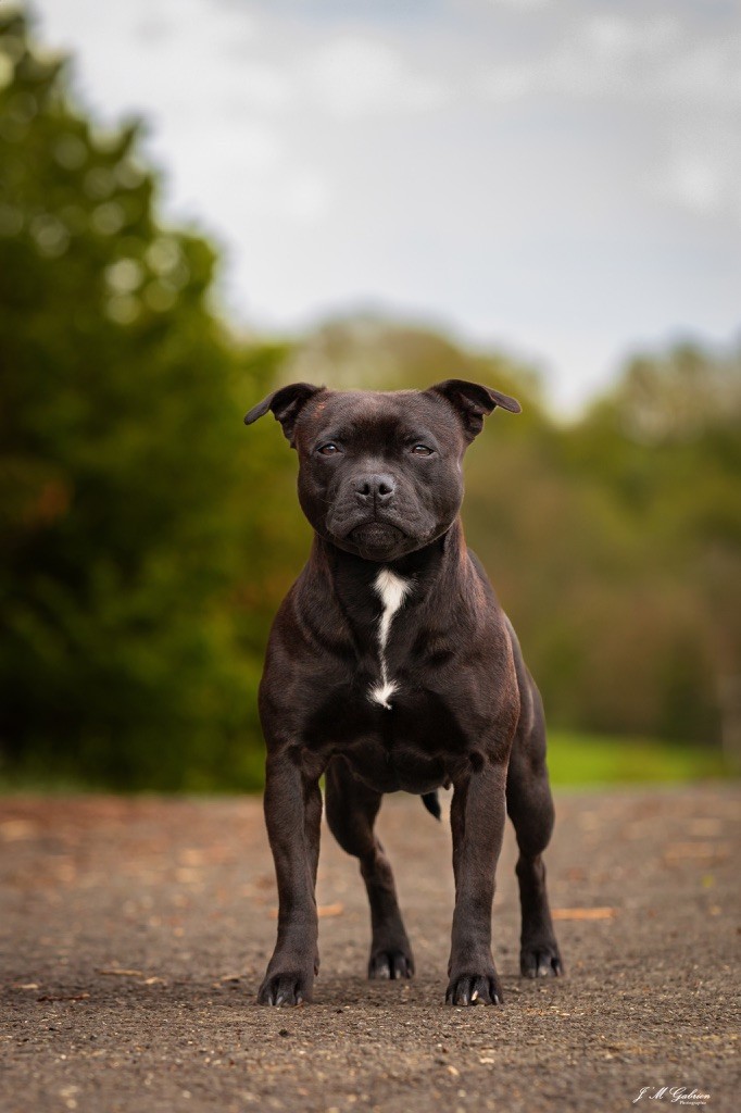 Accueil - Elevage Tone Of Black - eleveur de chiens Staffordshire Bull ...